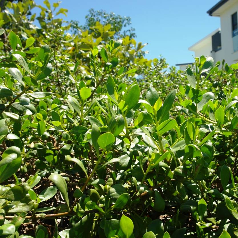 Myoporum boninense (syn. ellipticum) – Divine Plants Online Shop