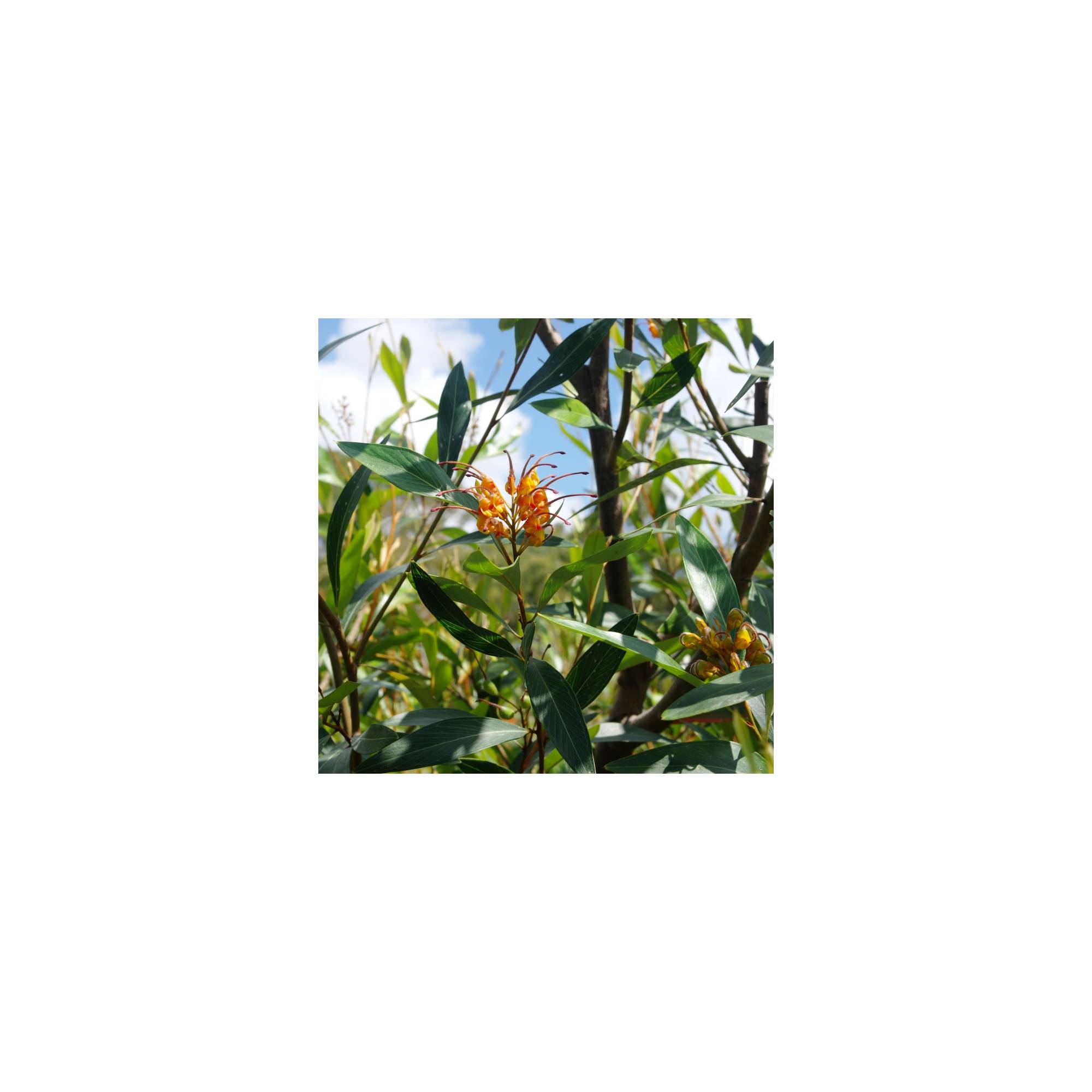Grevillea Orange Marmalade – Divine Plants Online Shop
