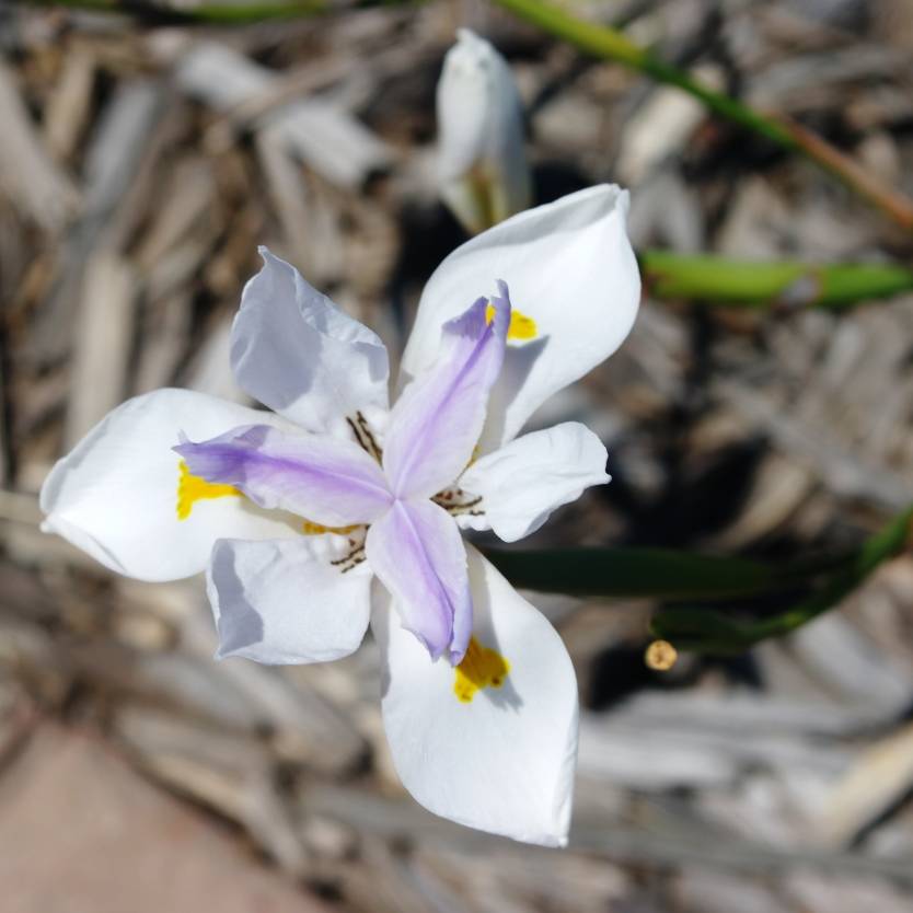 Dietes grandiflora – Divine Plants Online Shop