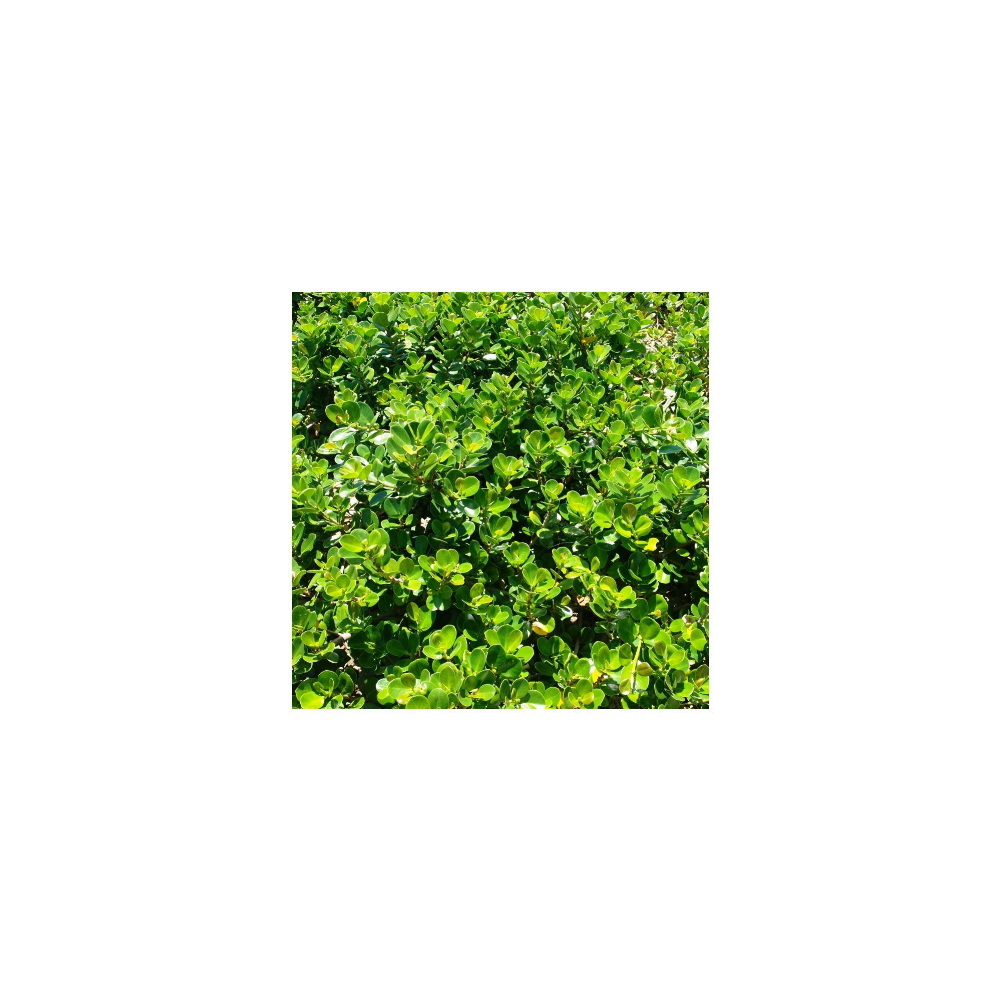 Ficus microcarpa Green Island – Divine Plants Online Shop