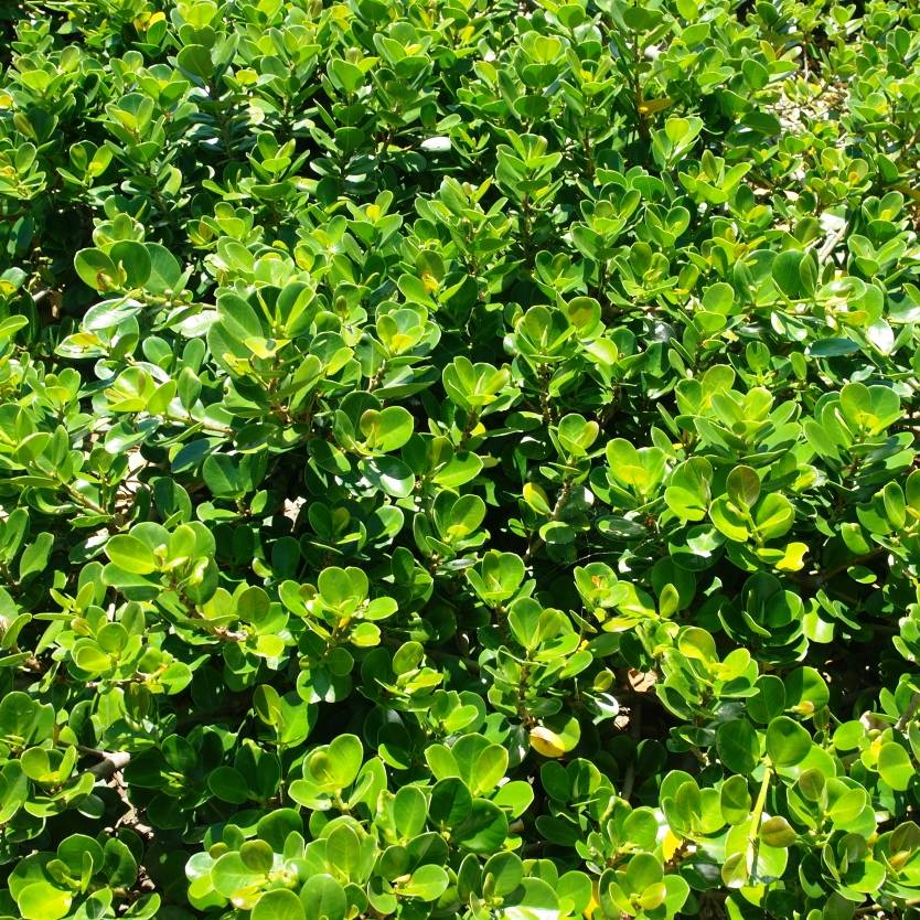 Ficus microcarpa Green Island – Divine Plants Online Shop