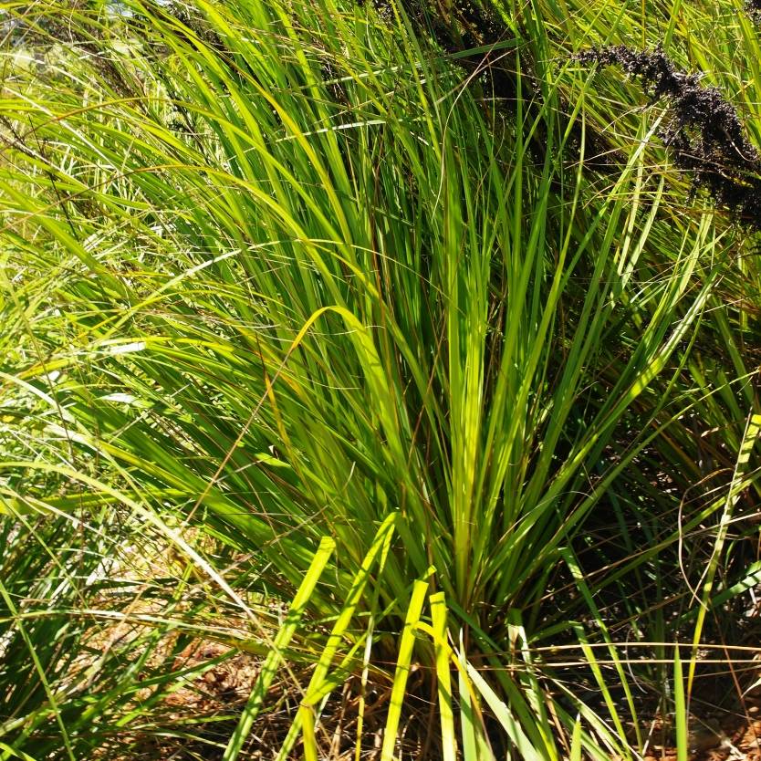 Gahnia aspera – Divine Plants Online Shop