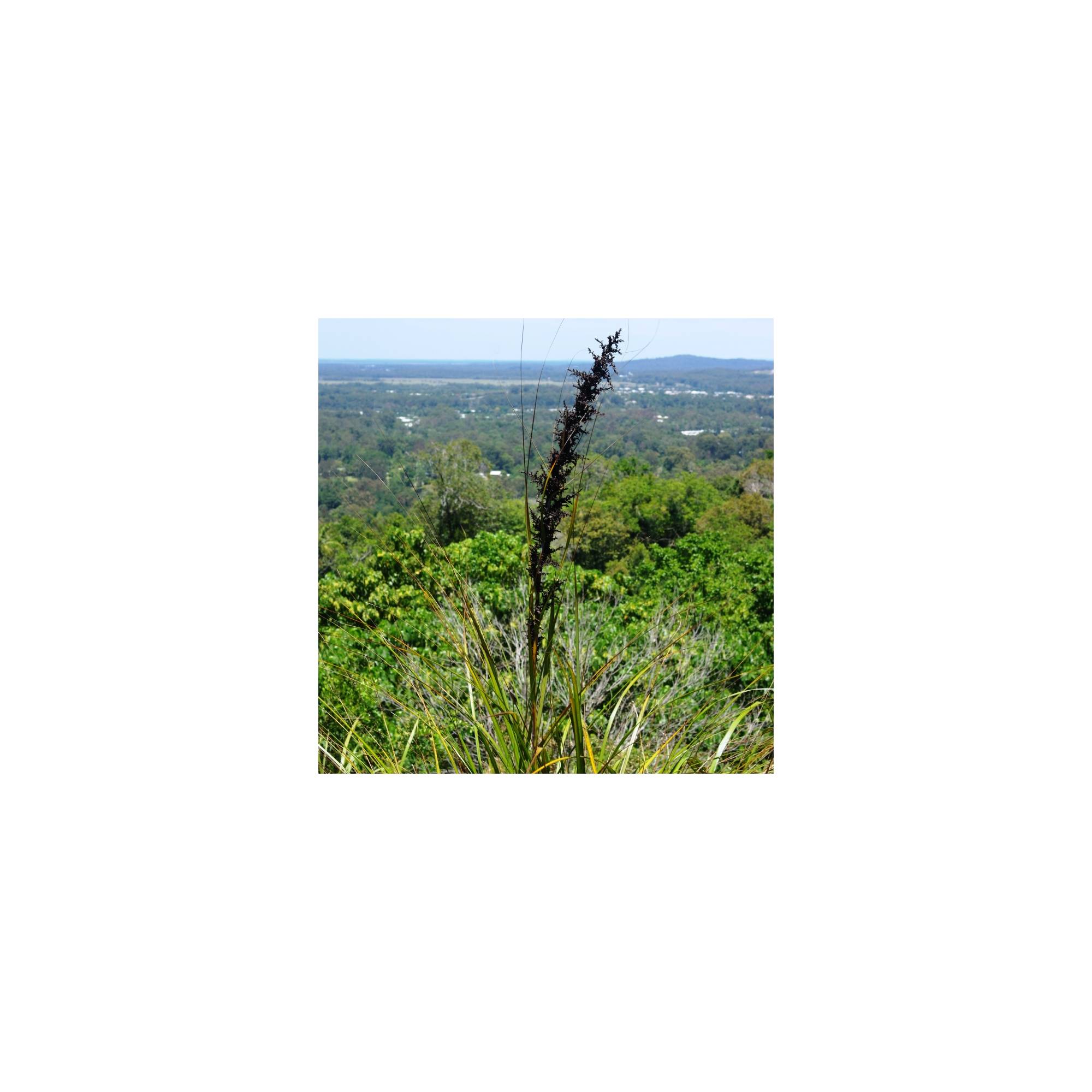 Gahnia sieberiana – Divine Plants Online Shop