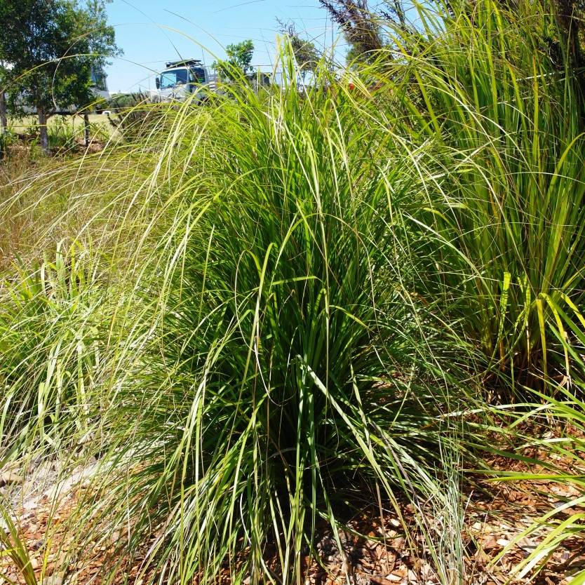 Gahnia sieberiana – Divine Plants Online Shop