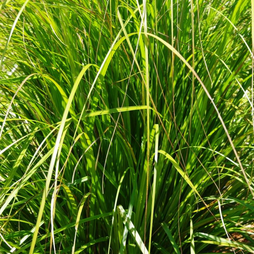 Gahnia sieberiana – Divine Plants Online Shop