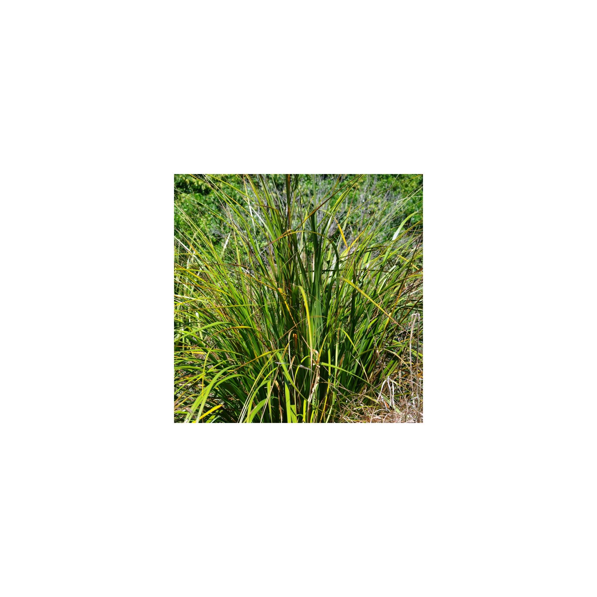 Gahnia sieberiana – Divine Plants Online Shop