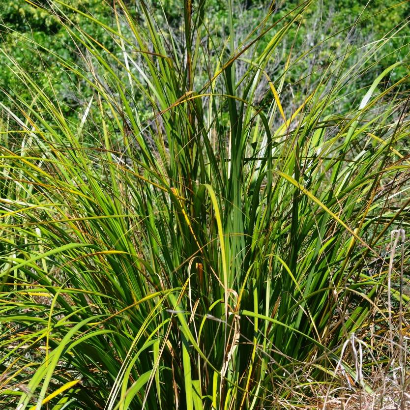 Gahnia sieberiana – Divine Plants Online Shop