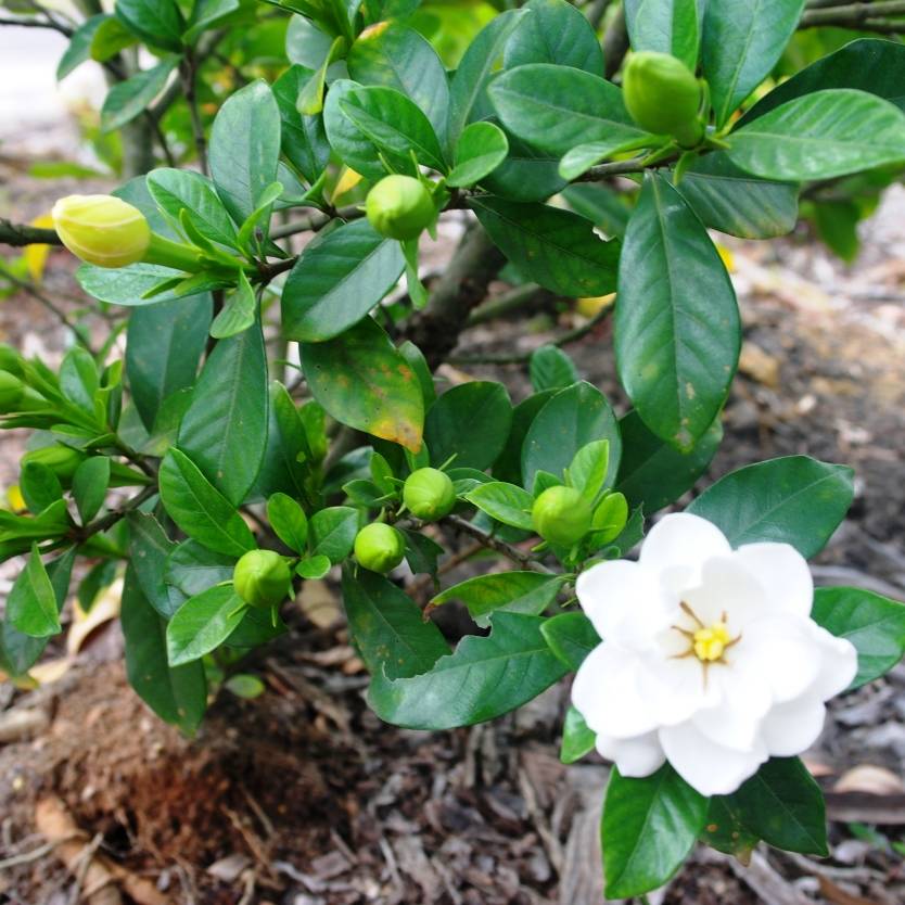 Gardenia augusta Magnifica – Divine Plants Online Shop