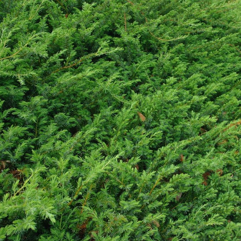 Juniperus conferta – Divine Plants Online Shop