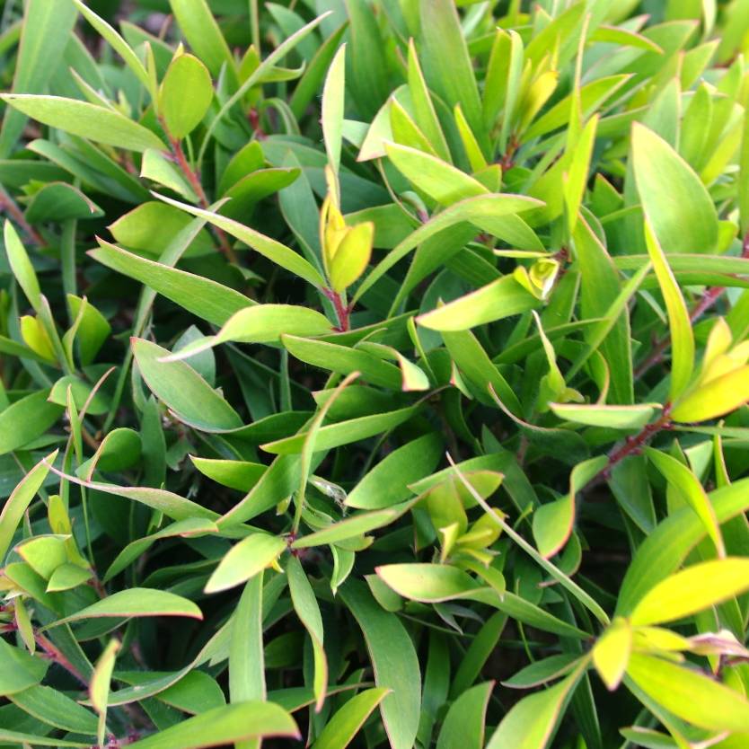 Melaleuca quinquinervia Mini Quini – Divine Plants Online Shop