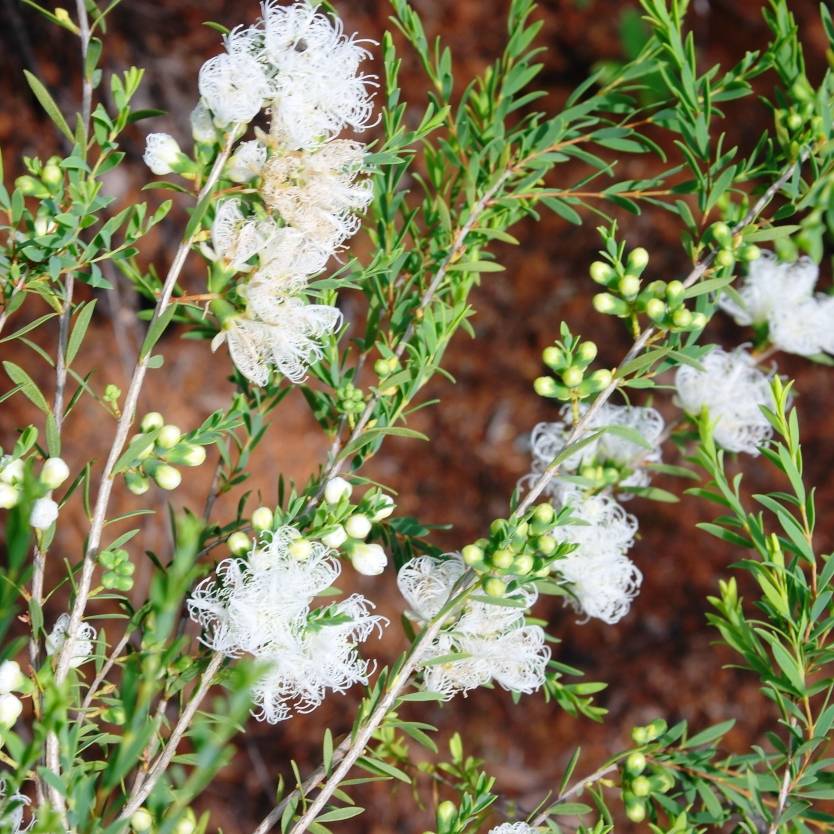 Melaleuca thymifolia White Lace – Divine Plants Online Shop