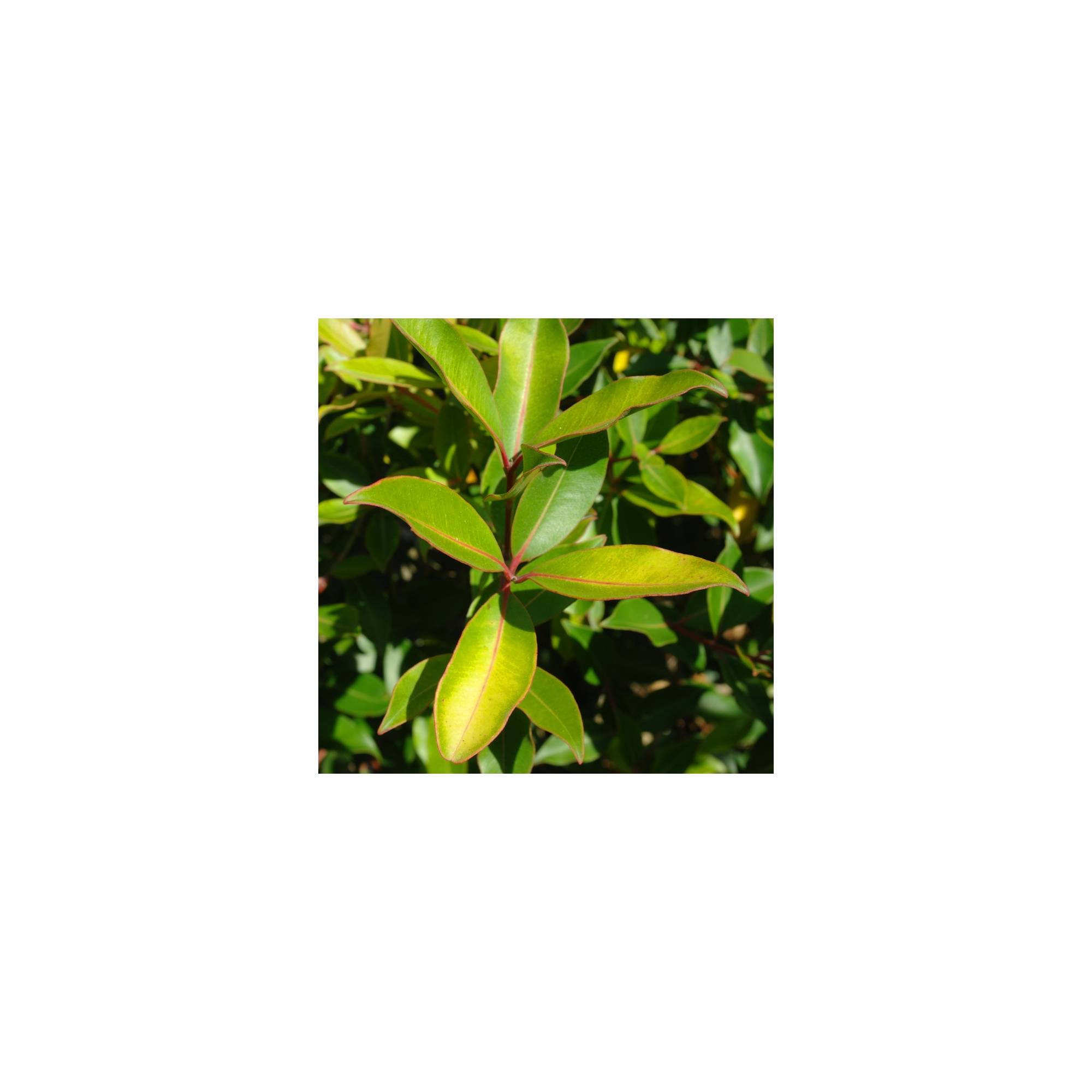 Metrosideros vitiensis Fiji – Divine Plants Online Shop