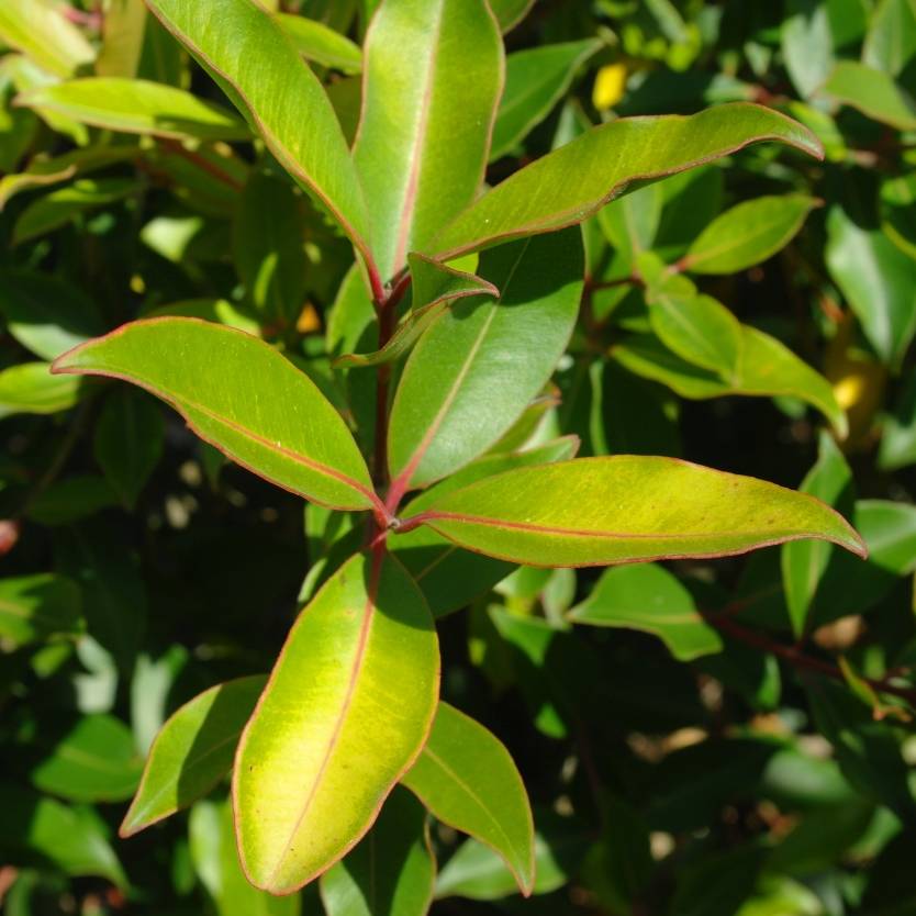 Metrosideros vitiensis Fiji – Divine Plants Online Shop