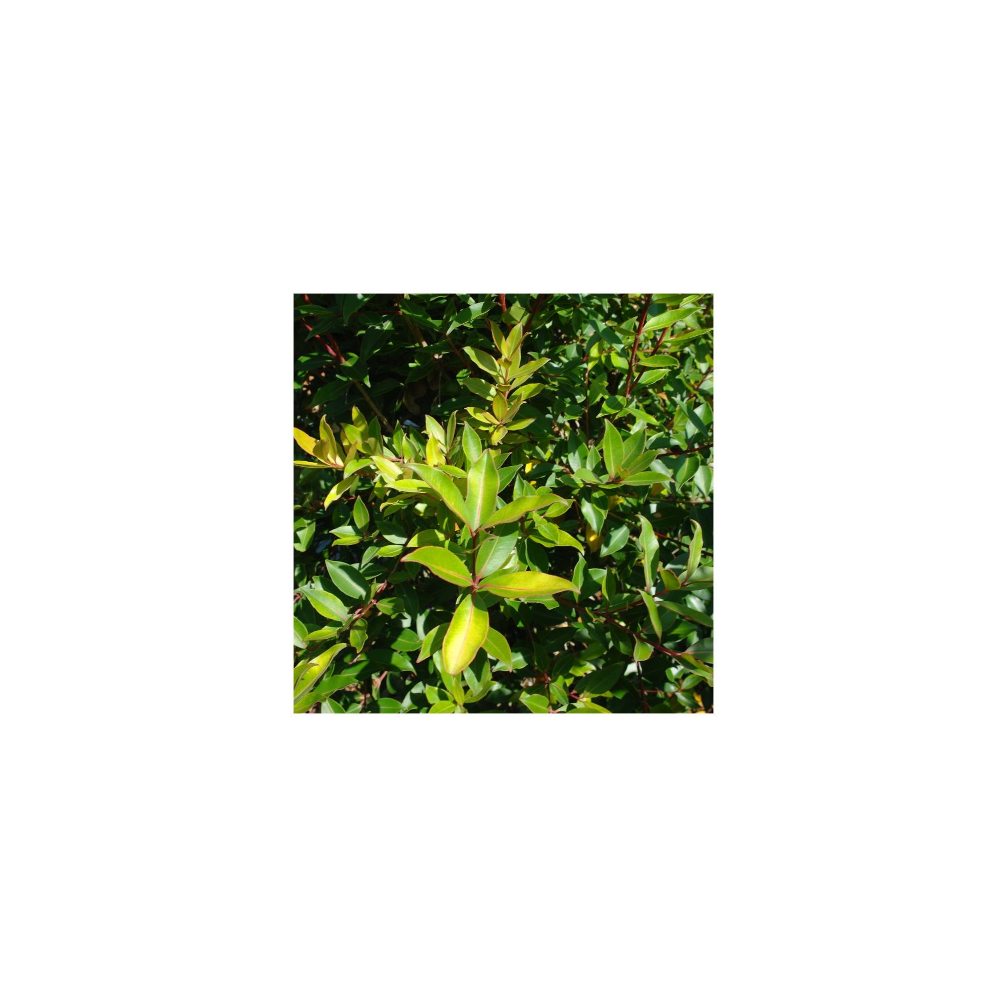 Metrosideros vitiensis Fiji – Divine Plants Online Shop