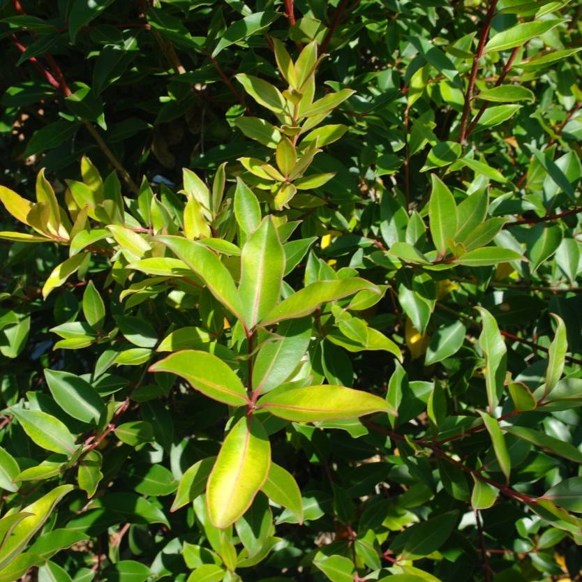 Metrosideros vitiensis Fiji – Divine Plants Online Shop