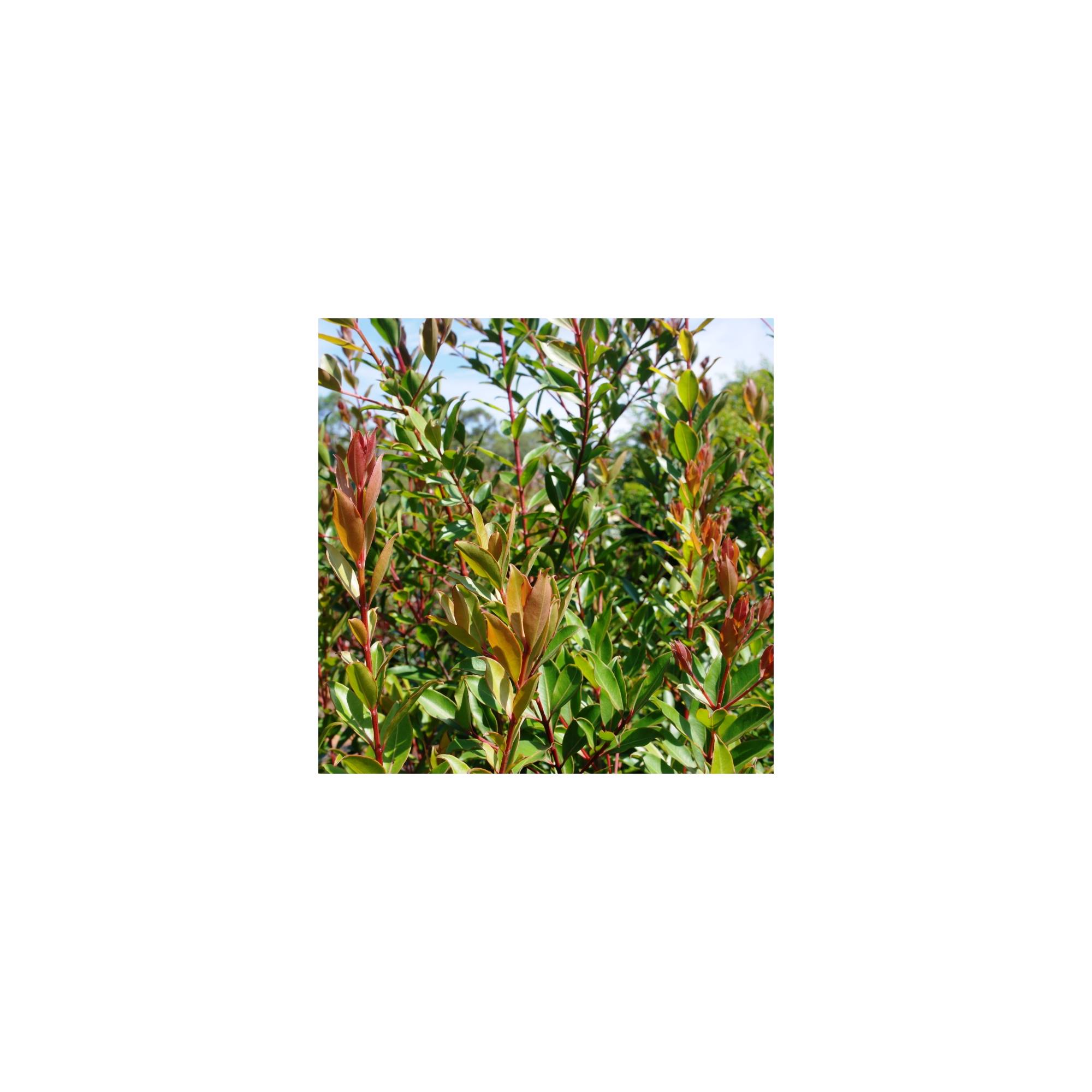 Metrosideros vitiensis Fiji Fire – Divine Plants Online Shop