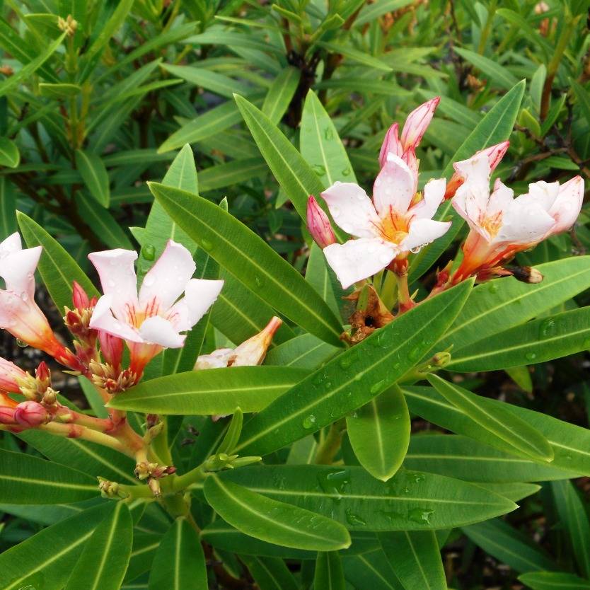 Nerium oleander Dwarf Apricot – Divine Plants Online Shop