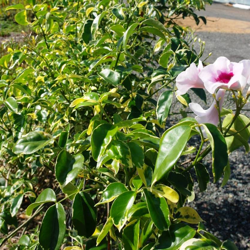 Pandorea jasminoides Variegata – Divine Plants Online Shop
