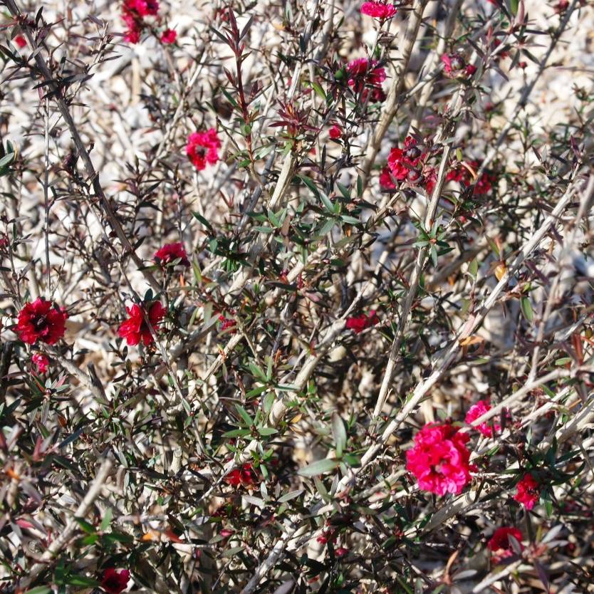 Leptospermum scoparium Burgundy Queen – Divine Plants Online Shop