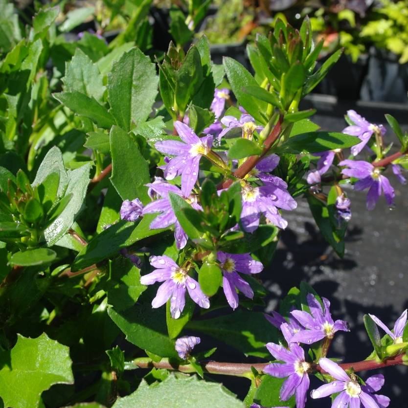Scaevola aemula Purple Fanfare – Divine Plants Online Shop