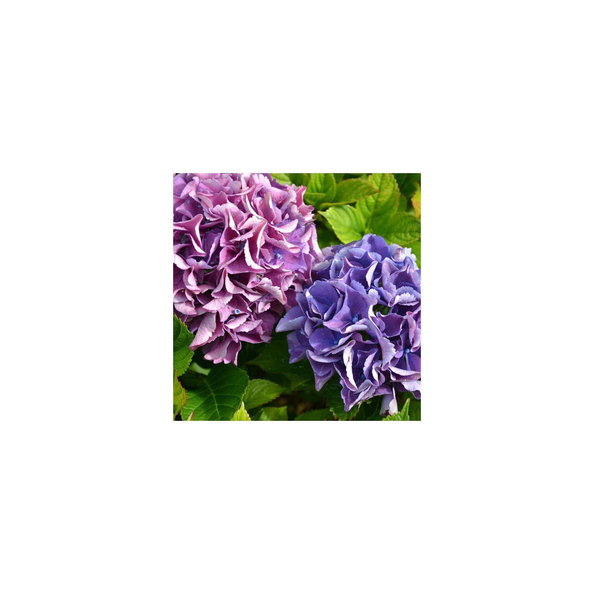 Hydrangea Assorted – Divine Plants Online Shop