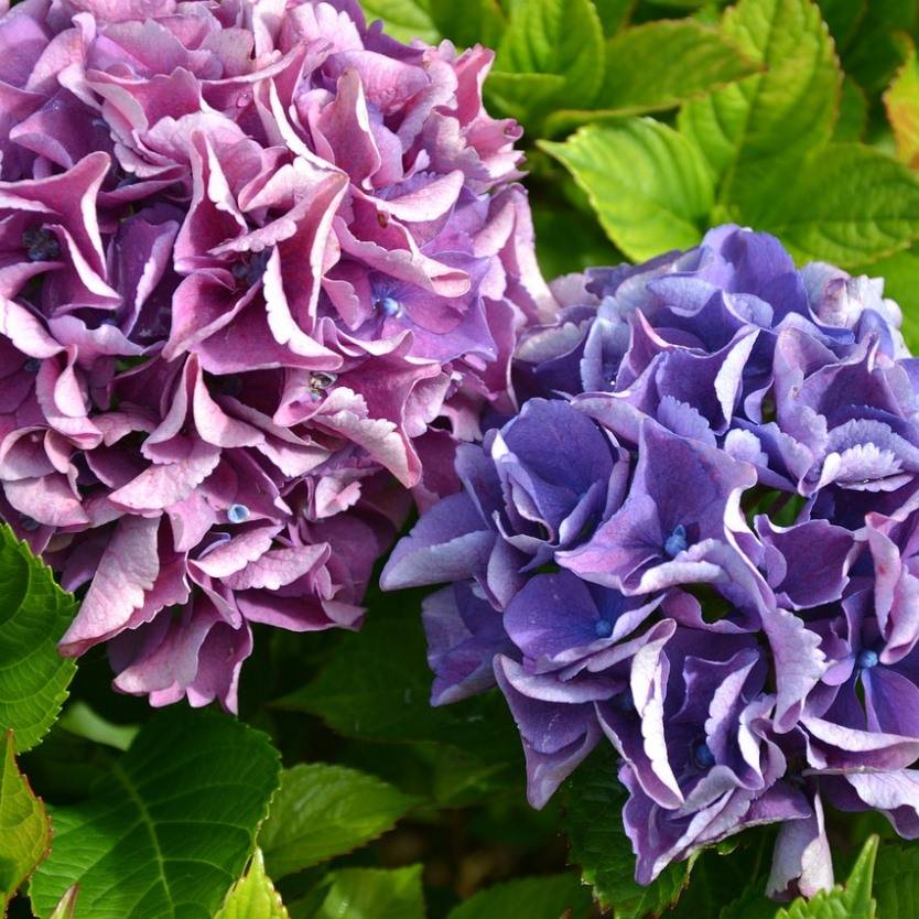 Hydrangea Assorted – Divine Plants Online Shop