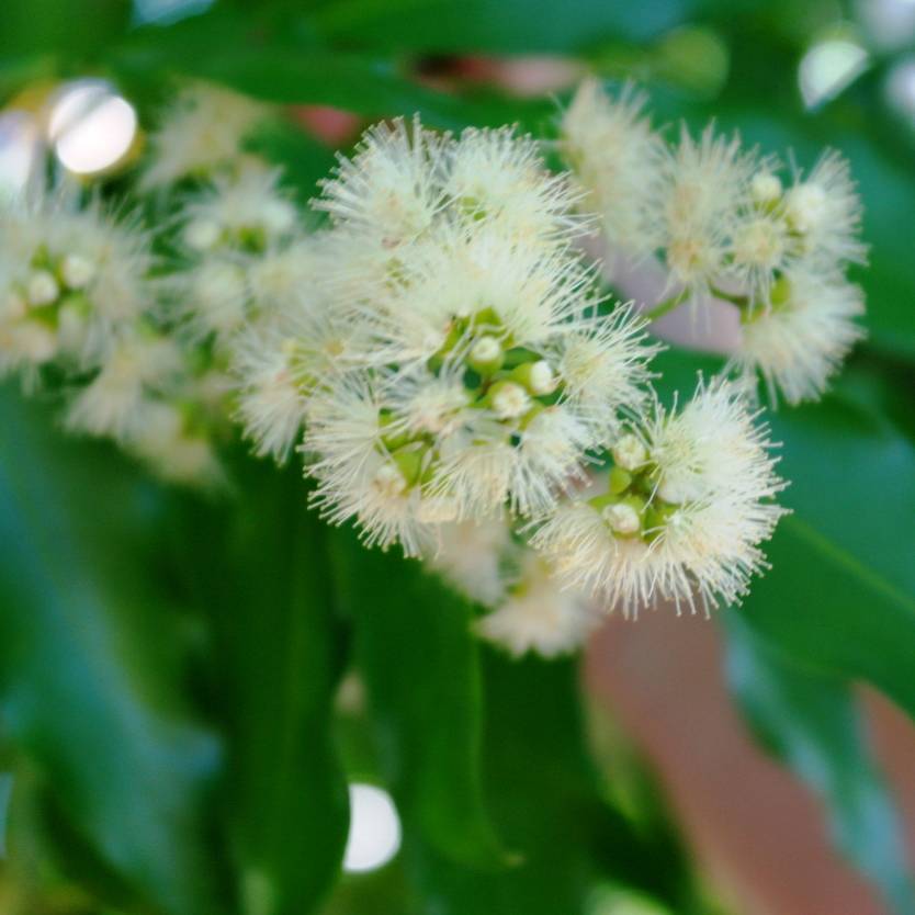 Waterhousia floribunda – Divine Plants Online Shop