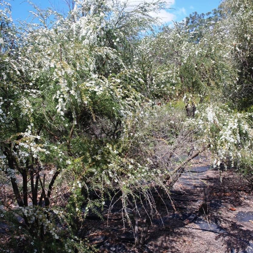 Leptospermum flavescens Cardwell – Divine Plants Online Shop