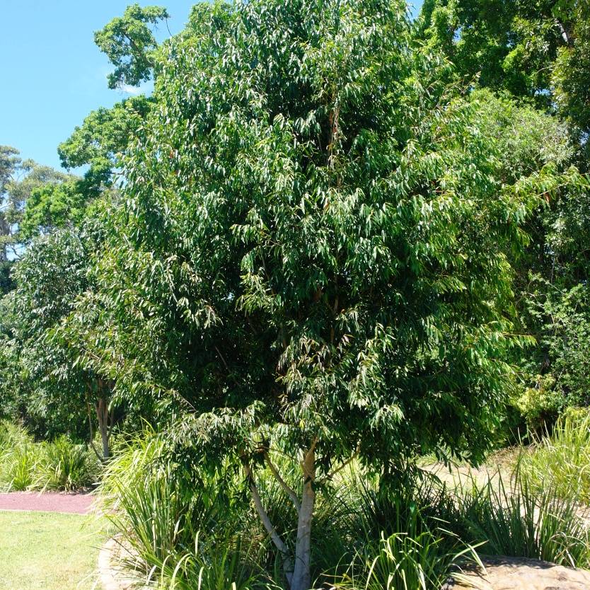 Waterhousia floribunda – Divine Plants Online Shop