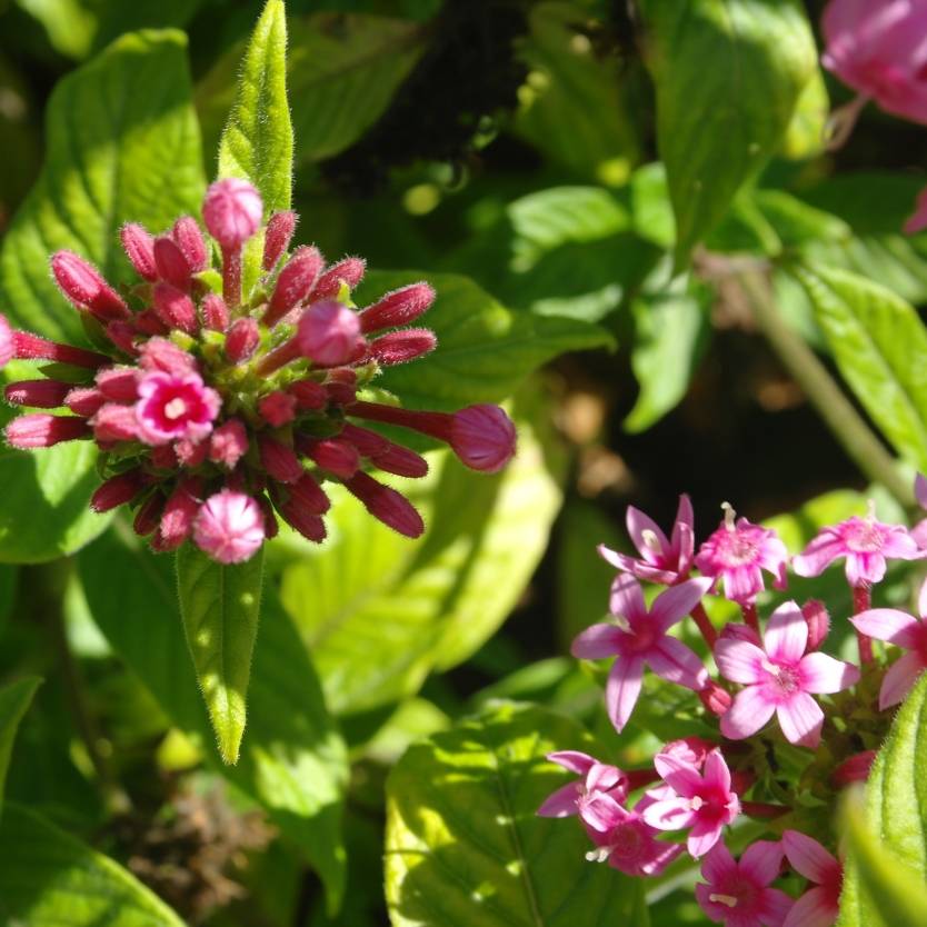 Pentas lanceolata Candy Stripe – Divine Plants Online Shop