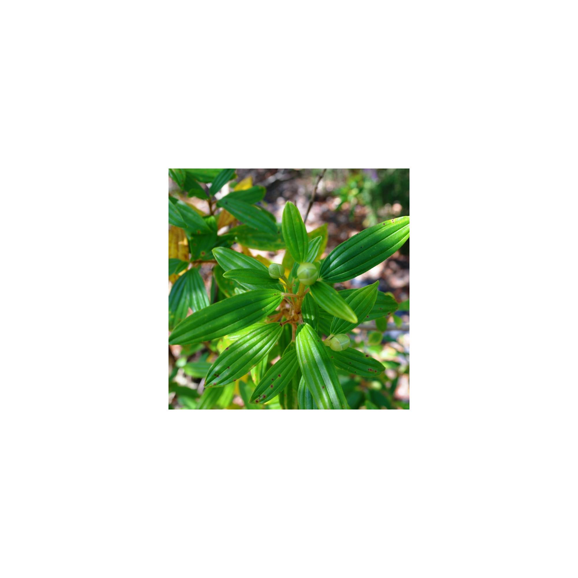 Tibouchina mutabilis Noelene – Divine Plants Online Shop