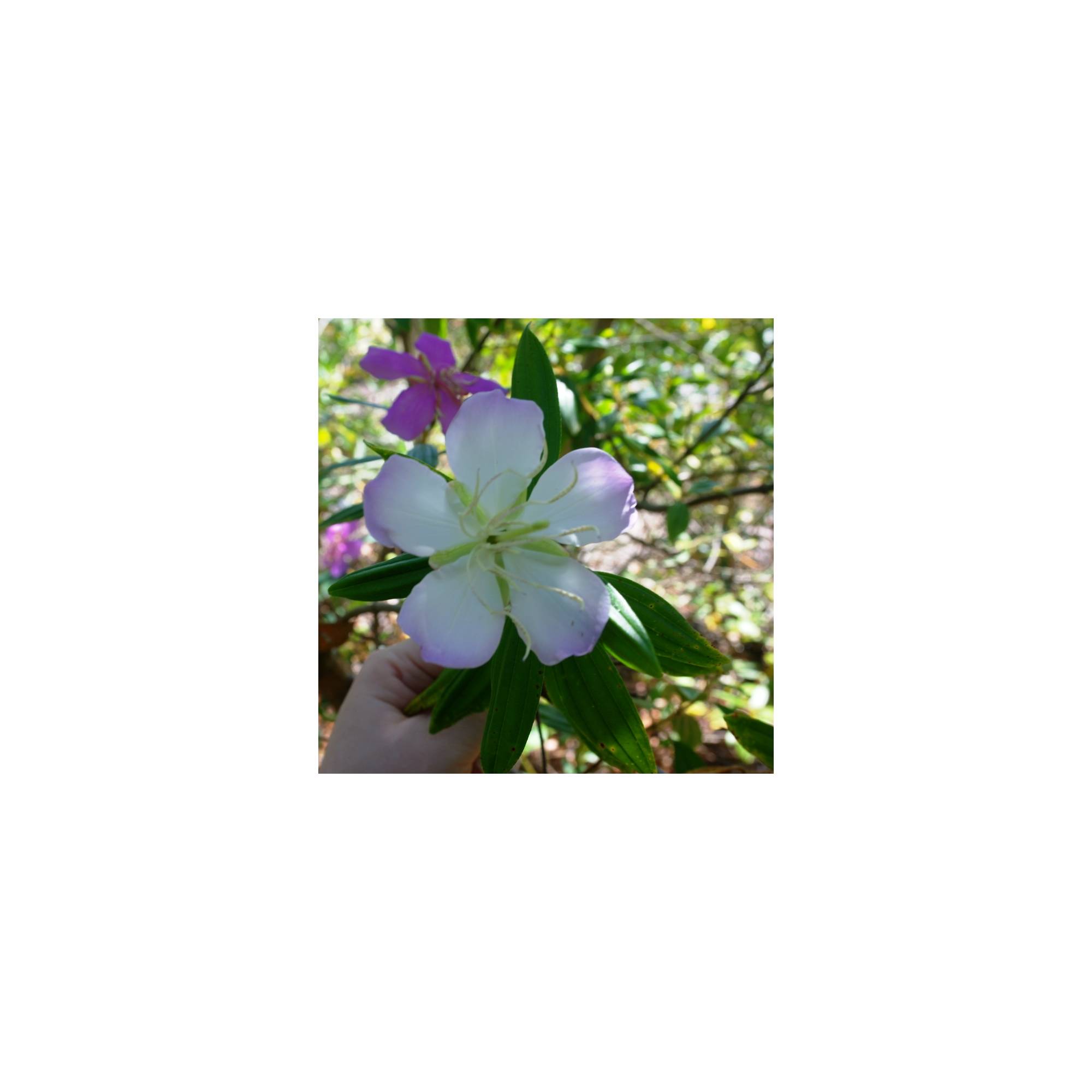Tibouchina mutabilis Noelene – Divine Plants Online Shop