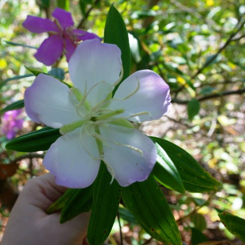 Tibouchina mutabilis Noelene – Divine Plants Online Shop
