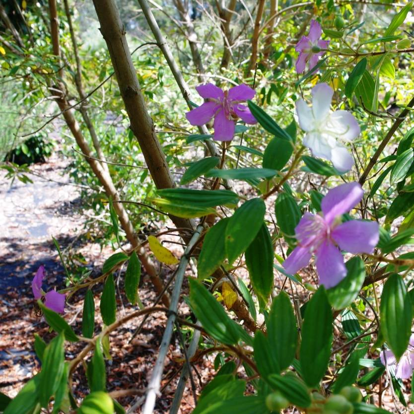 Tibouchina mutabilis Noelene – Divine Plants Online Shop