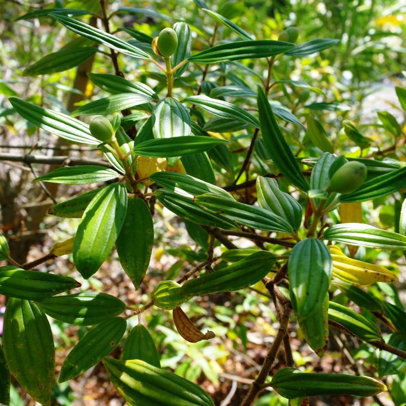 Tibouchina mutabilis Noelene – Divine Plants Online Shop
