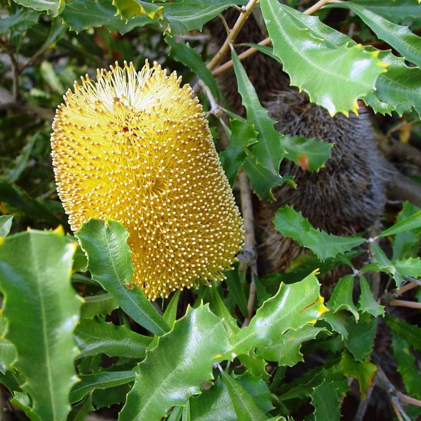 Banksia serrata – Divine Plants Online Shop