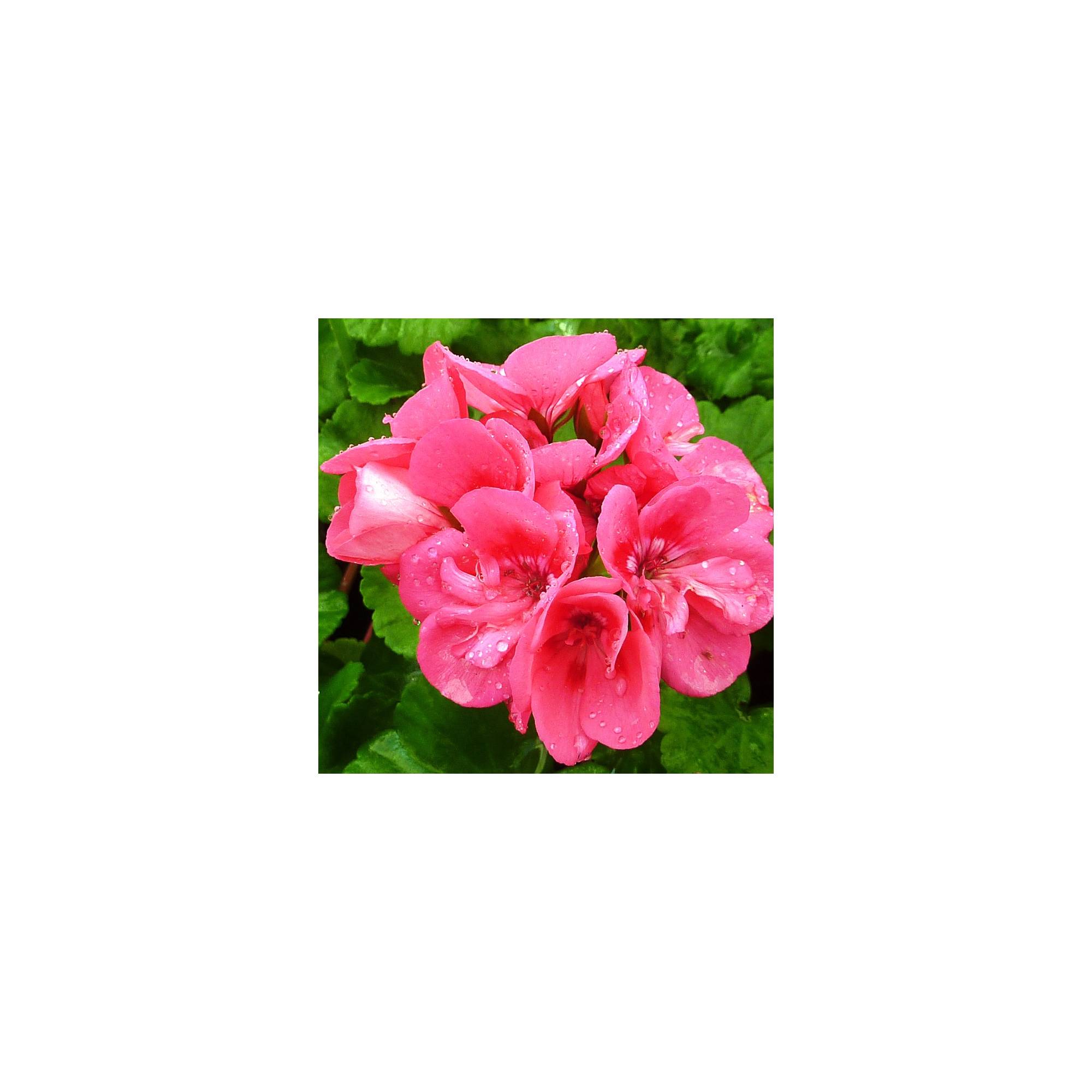 Geranium Apache Deep Rose – Divine Plants Online Shop
