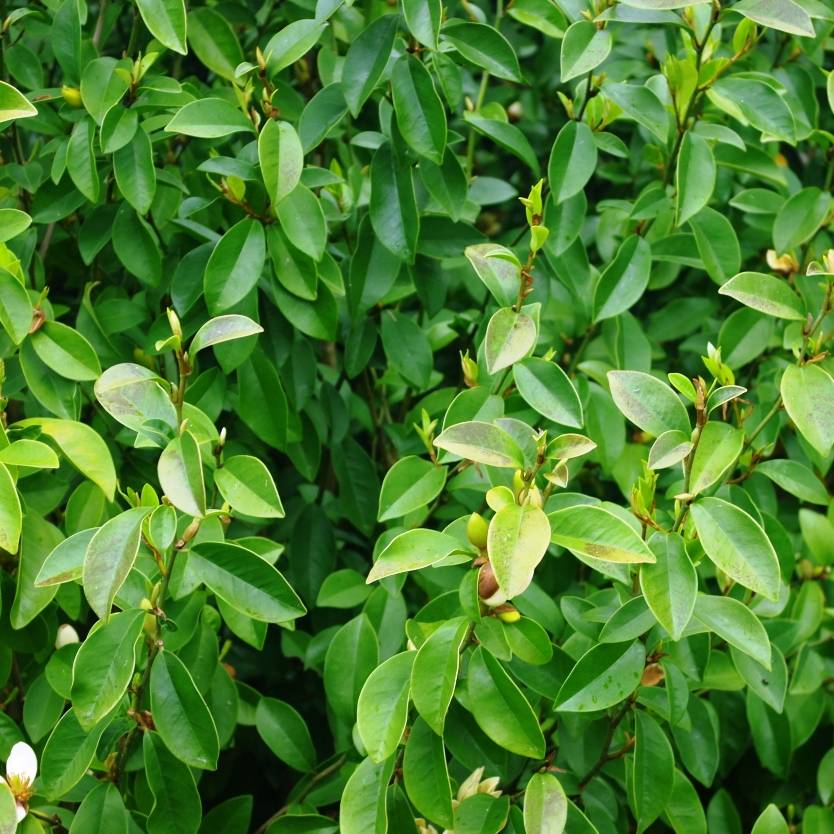 Michelia Coco – Divine Plants Online Shop