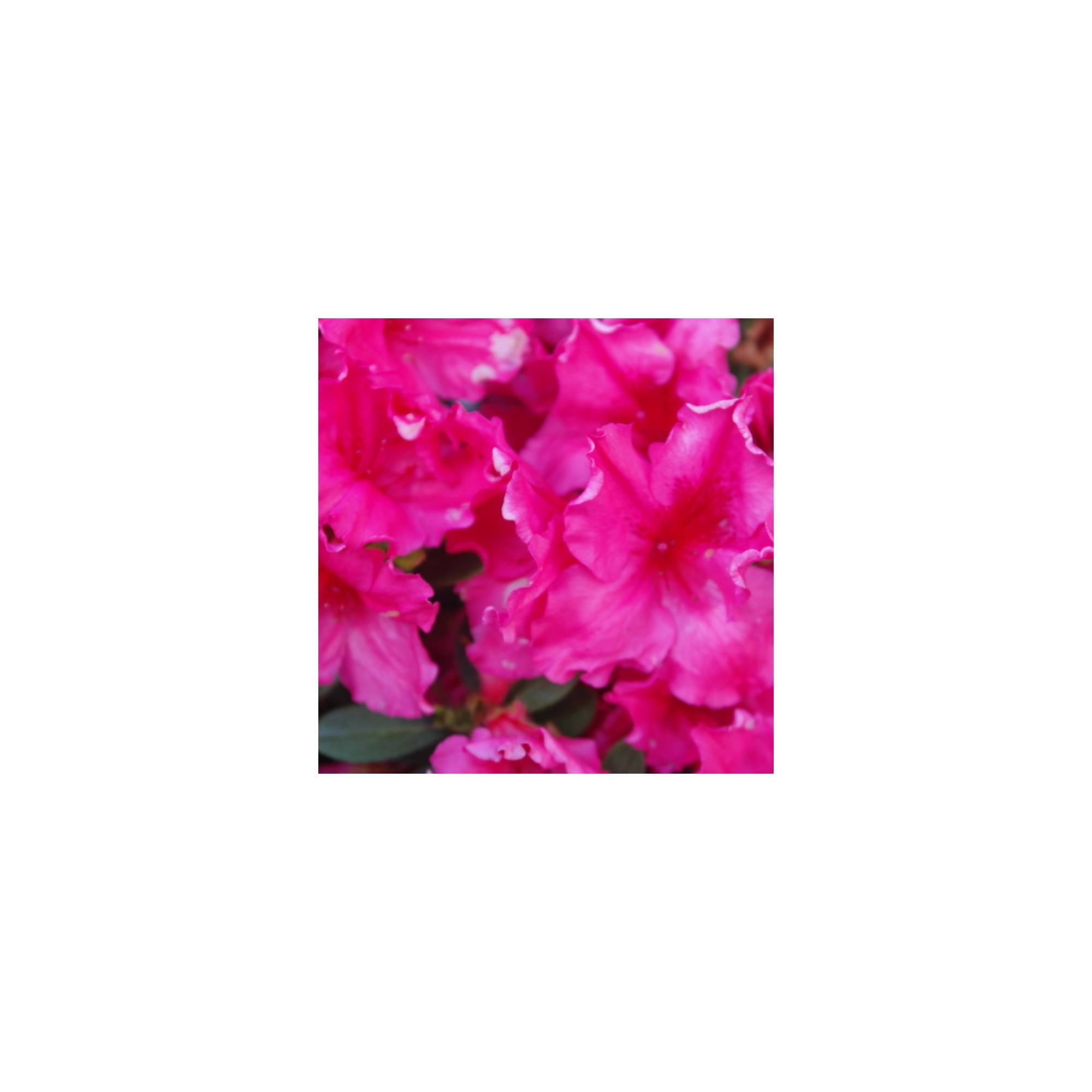 Azalea indica Red Wings – Divine Plants Online Shop