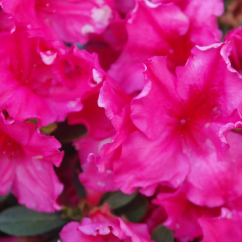 Azalea indica Red Wings – Divine Plants Online Shop