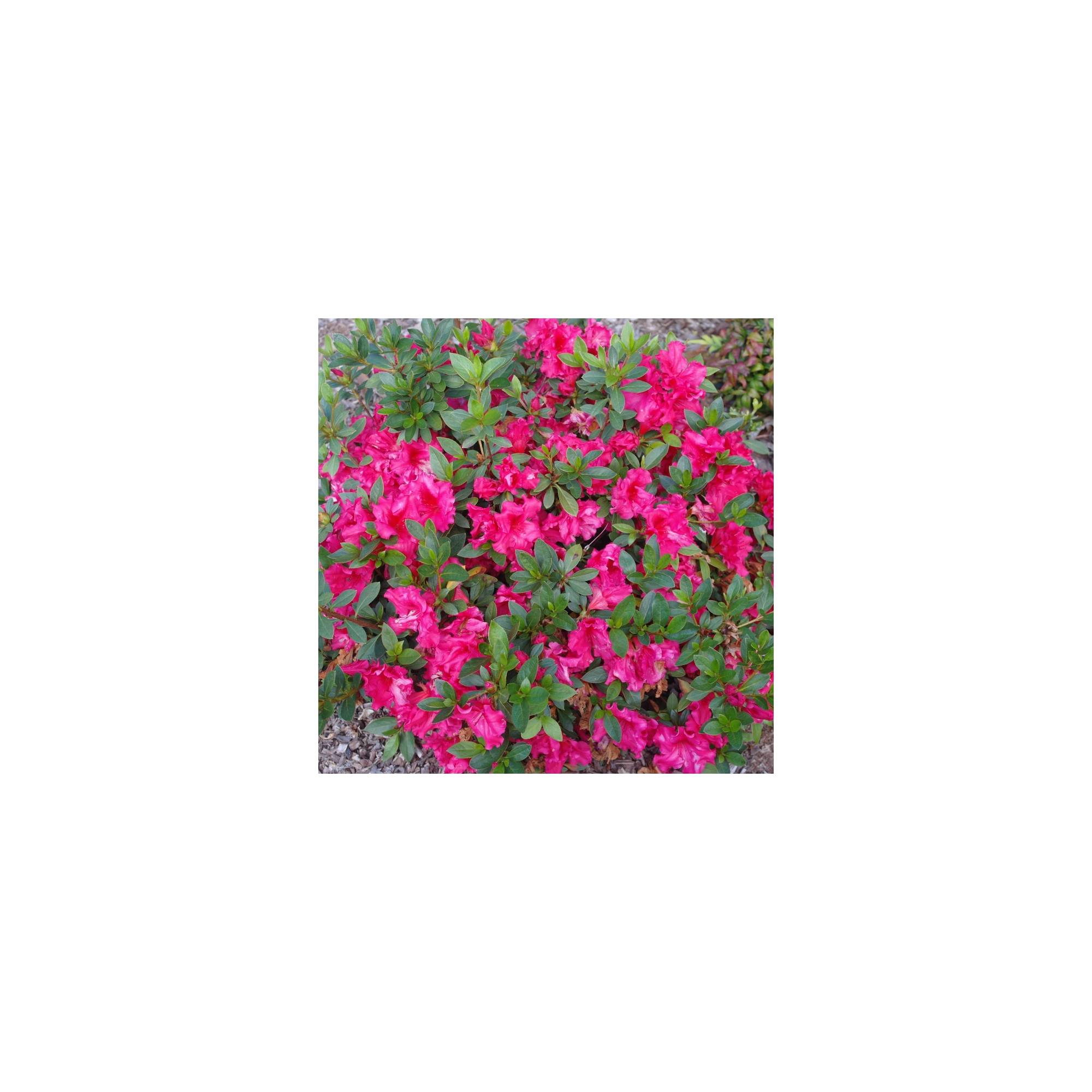 Azalea indica Red Wings – Divine Plants Online Shop