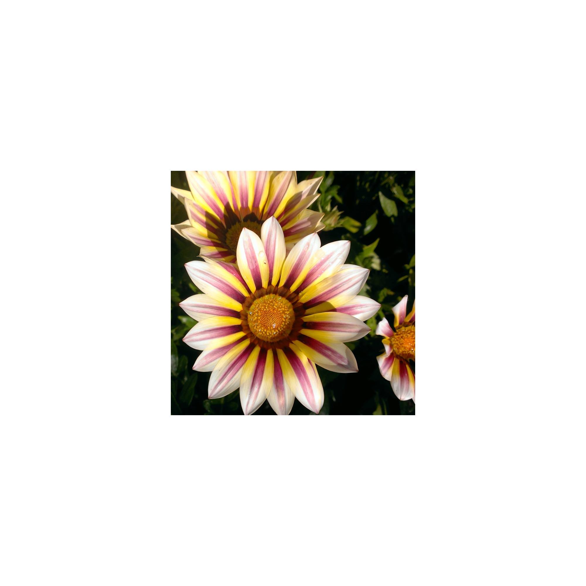 Gazania rigens Daybreak Rose Stripe – Divine Plants Online Shop