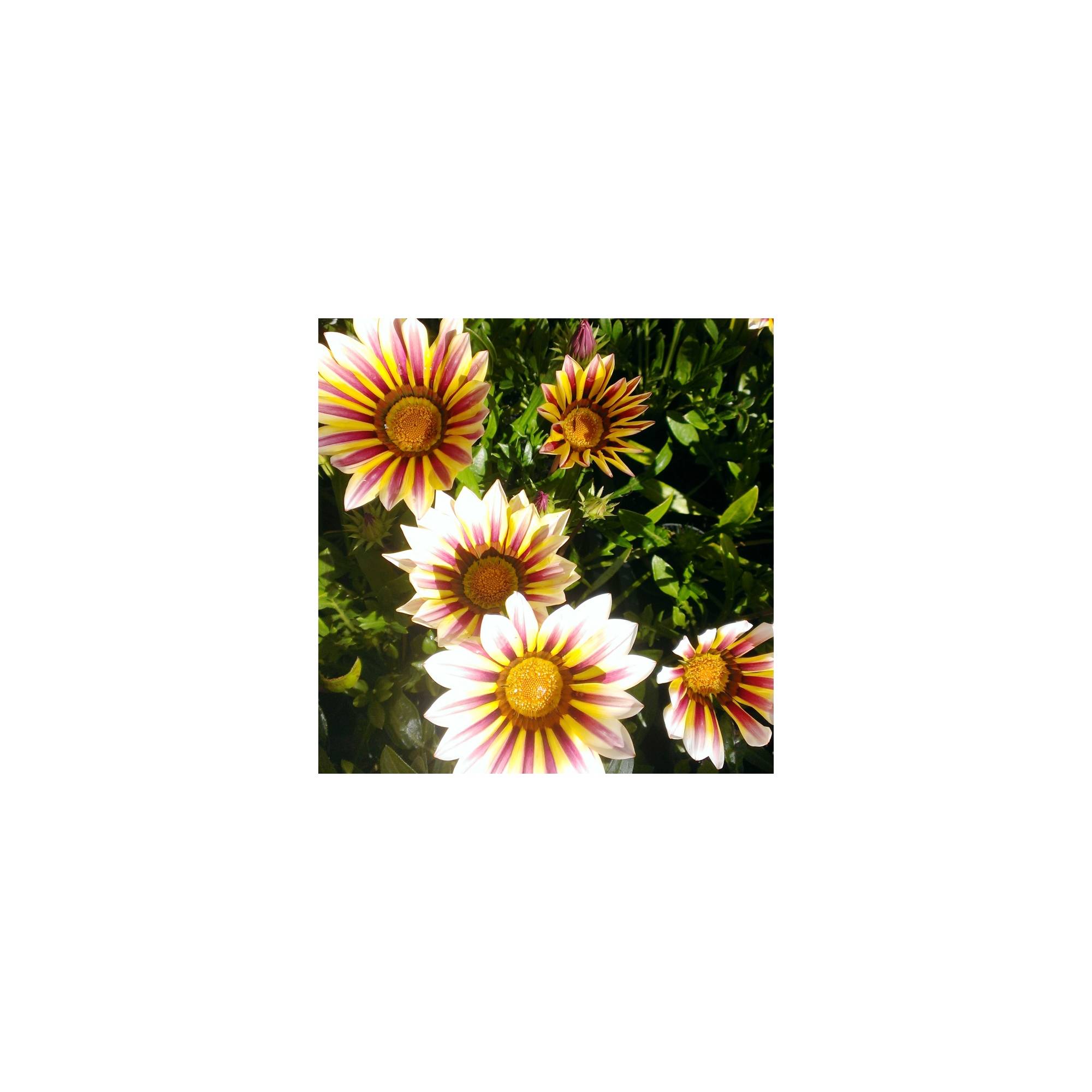 Gazania rigens Daybreak Rose Stripe – Divine Plants Online Shop