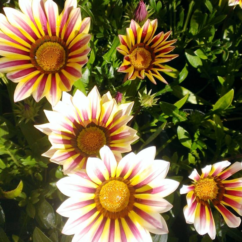 Gazania rigens Daybreak Rose Stripe – Divine Plants Online Shop