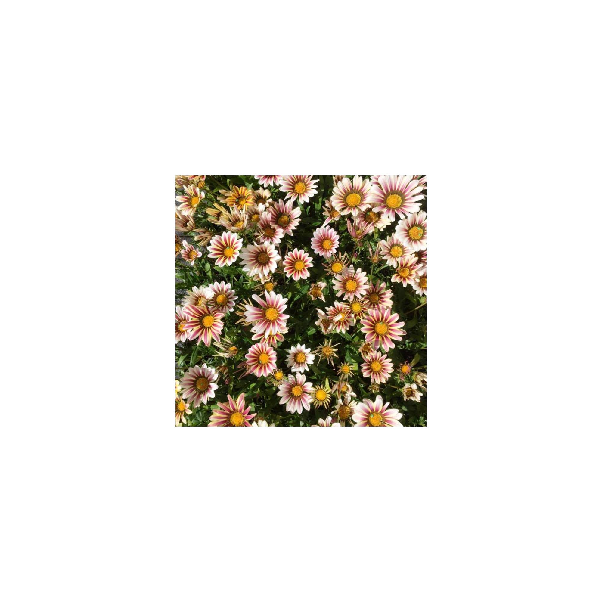 Gazania rigens Daybreak Rose Stripe – Divine Plants Online Shop