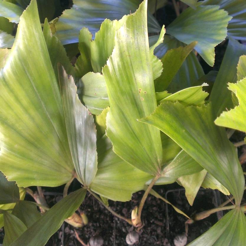 Caryota mitis – Divine Plants Online Shop