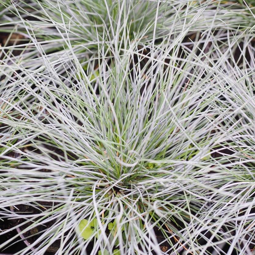 Festuca glauca – Divine Plants Online Shop
