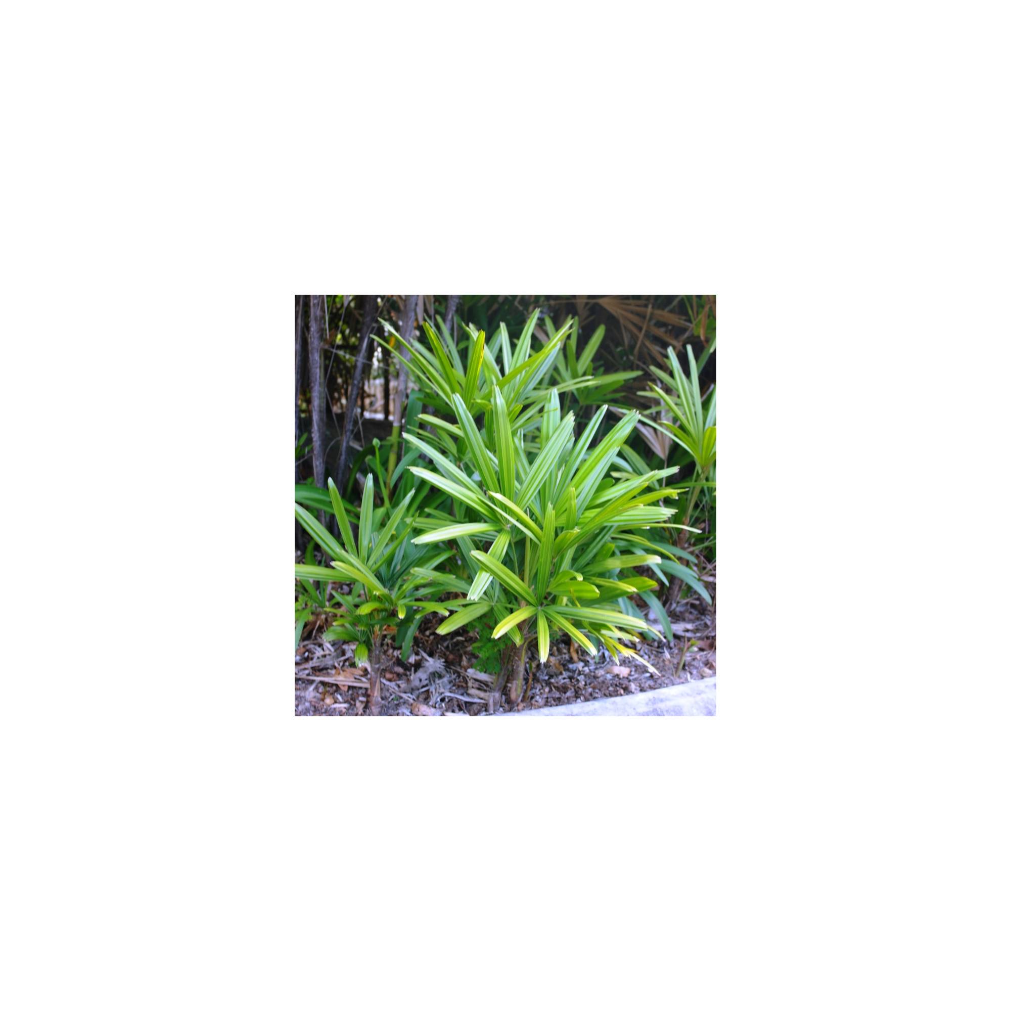 Rhapis excelsa – Divine Plants Online Shop