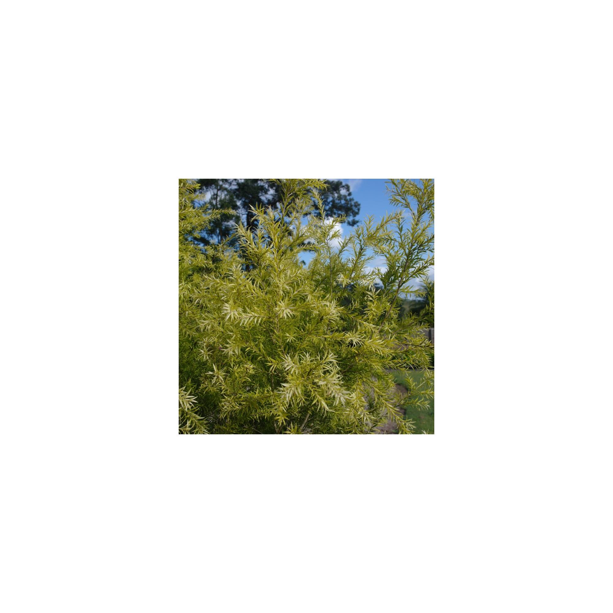 Melaleuca bracteata Revolution Gold – Divine Plants Online Shop