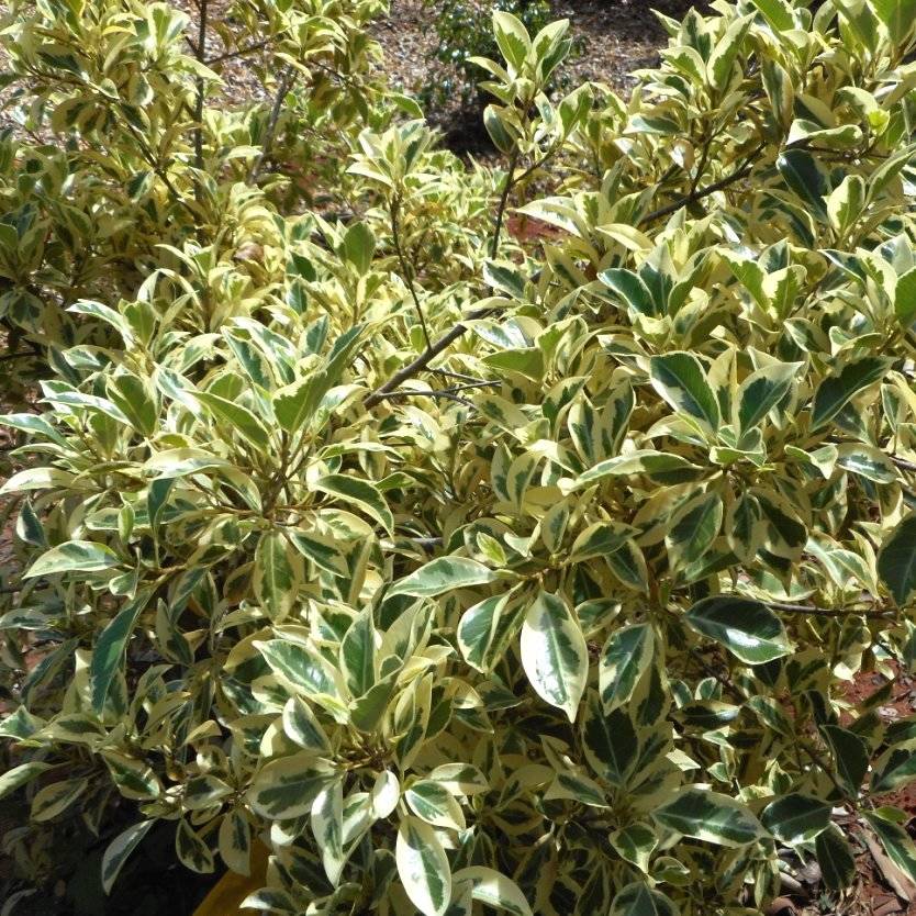 Ficus benjamina Starlight – Divine Plants Online Shop